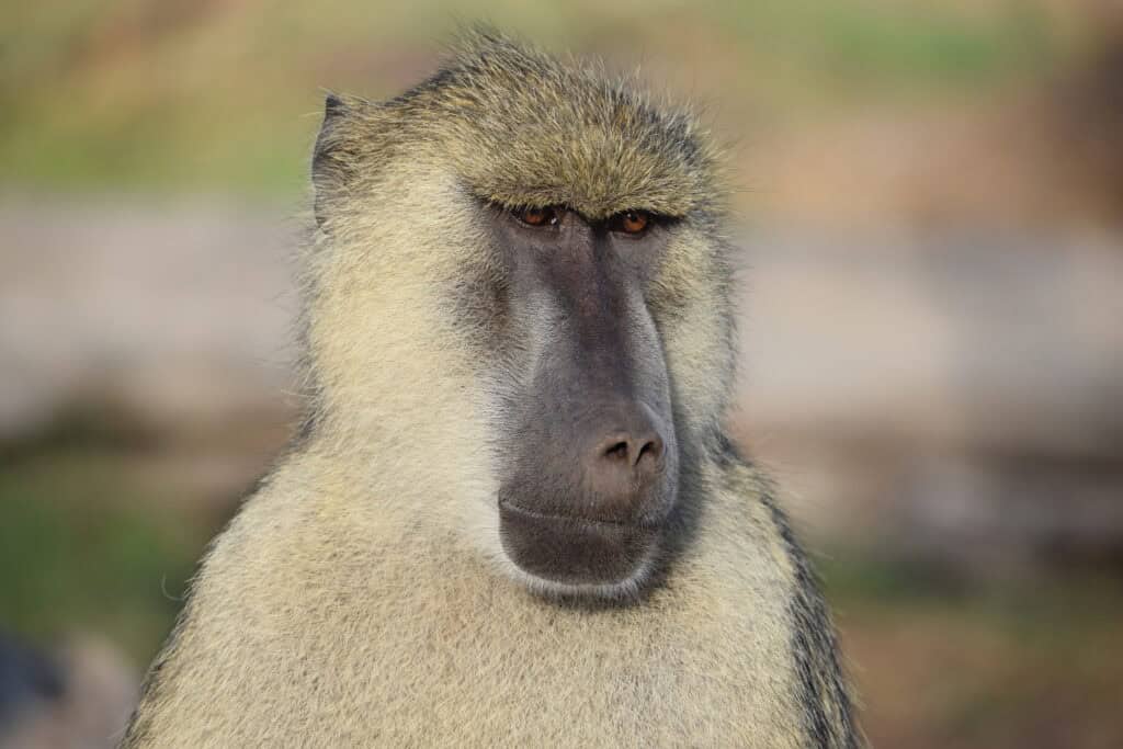 🛖 Keňa itinerář 🦁 - 2 itineráře (na 12 a 20 dní)